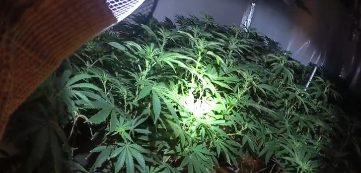 Four arrested in Darlington as part of continued efforts to stamp out ...