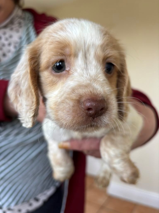 Police launch appeal to find stolen spaniel puppy | Durham Constabulary